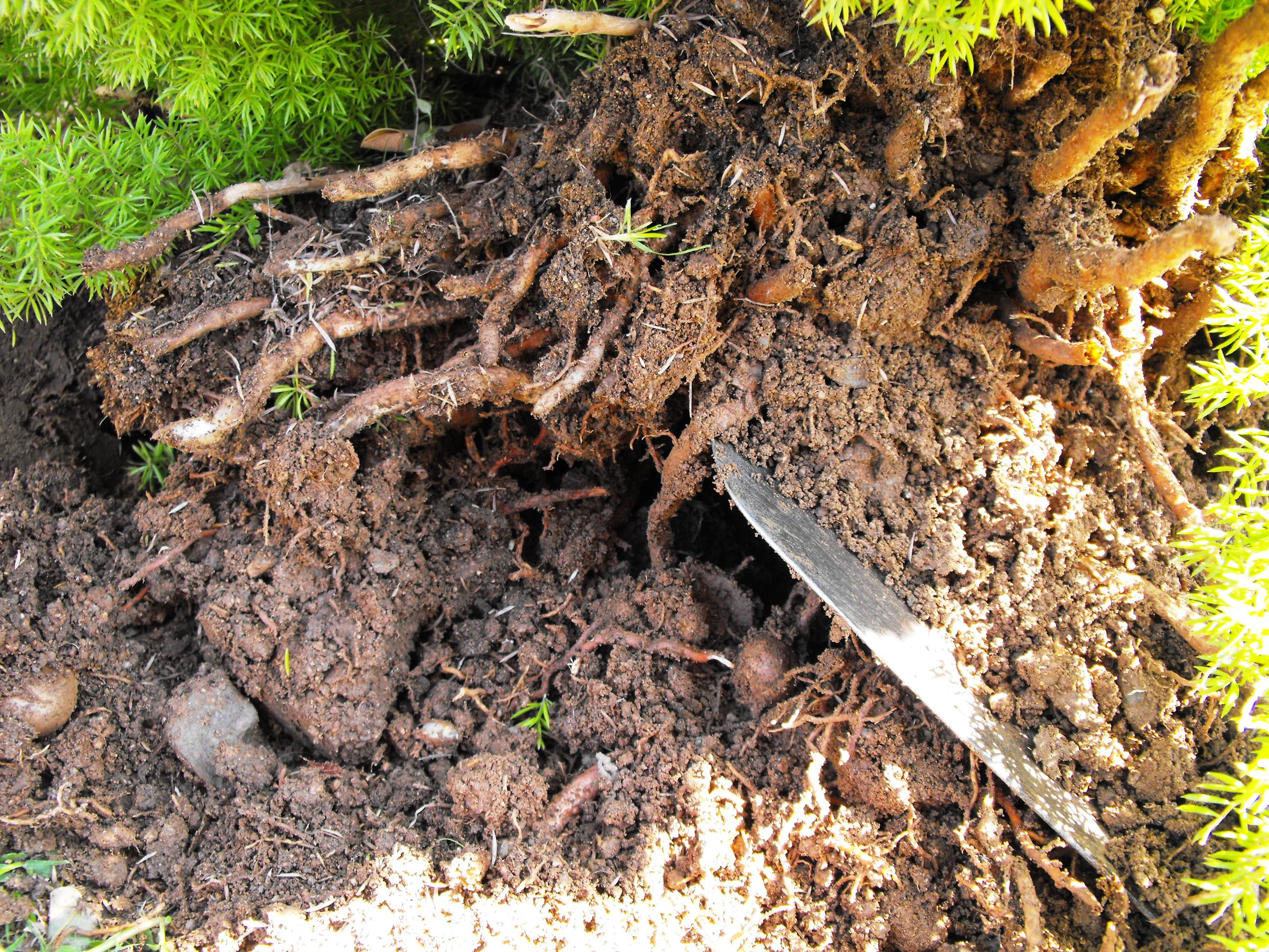 10 Reasons to Plant the Foxtail Fern (and How to Propagate) - Dengarden
