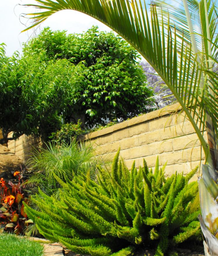 10 Reasons to Plant the Foxtail Fern (and How to Propagate) - Dengarden