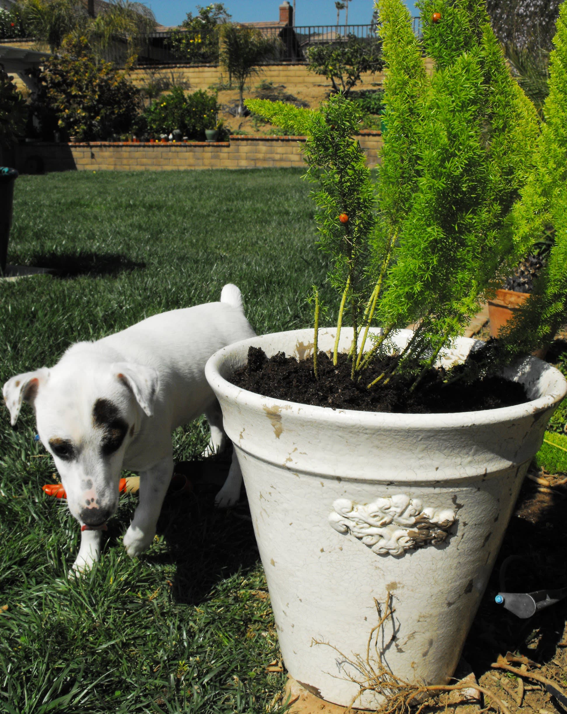 10 Reasons to Plant the Foxtail Fern (and How to Propagate) - Dengarden