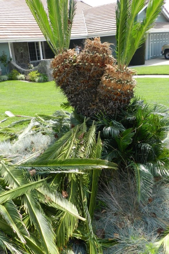 Landscaping Using Sago Palm Trees Sago Cycas Revoluta,Sago Palm