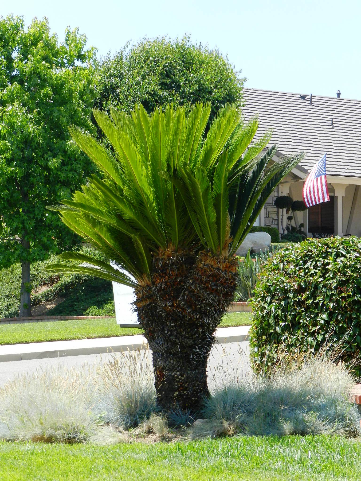 How to Care for a Sago Palm (and Why They Are So Difficult) - Dengarden