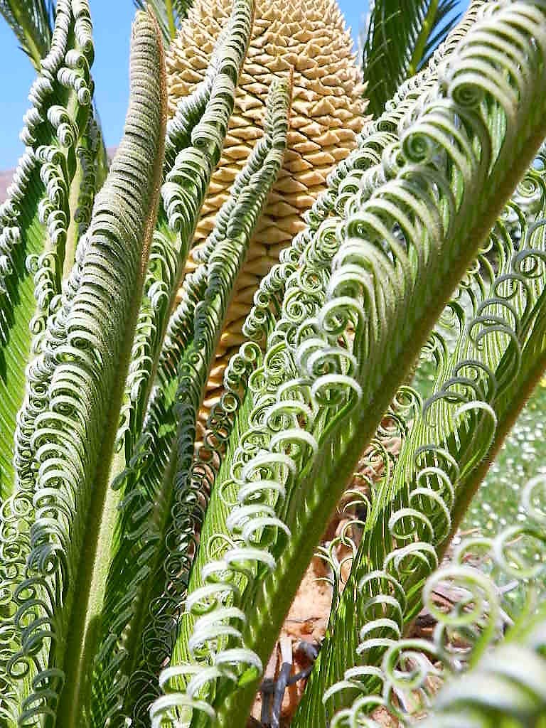 Sago Palm Tree Care