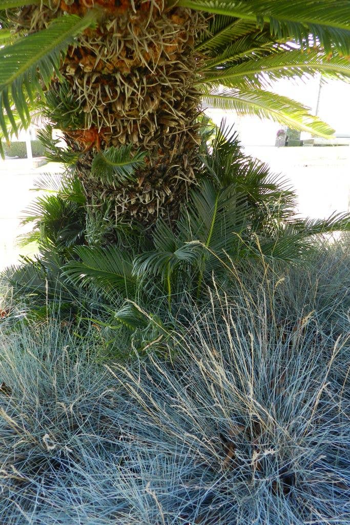 Bottle Palms Pups How To Care For A Sago Palm (and Why They Are So