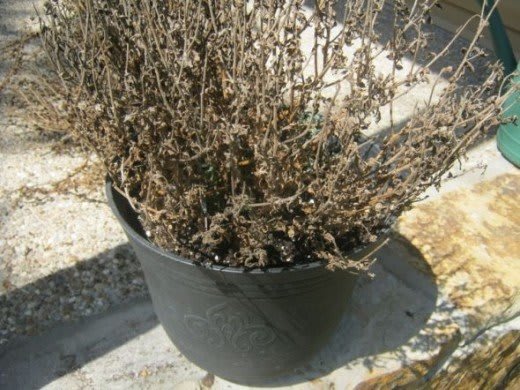 How to Care for Mums in Spring - Dengarden