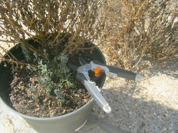 How to Care for Mums in Spring - Dengarden