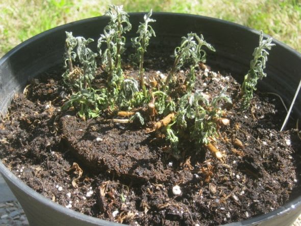 How to Care for Mums in Spring - Dengarden