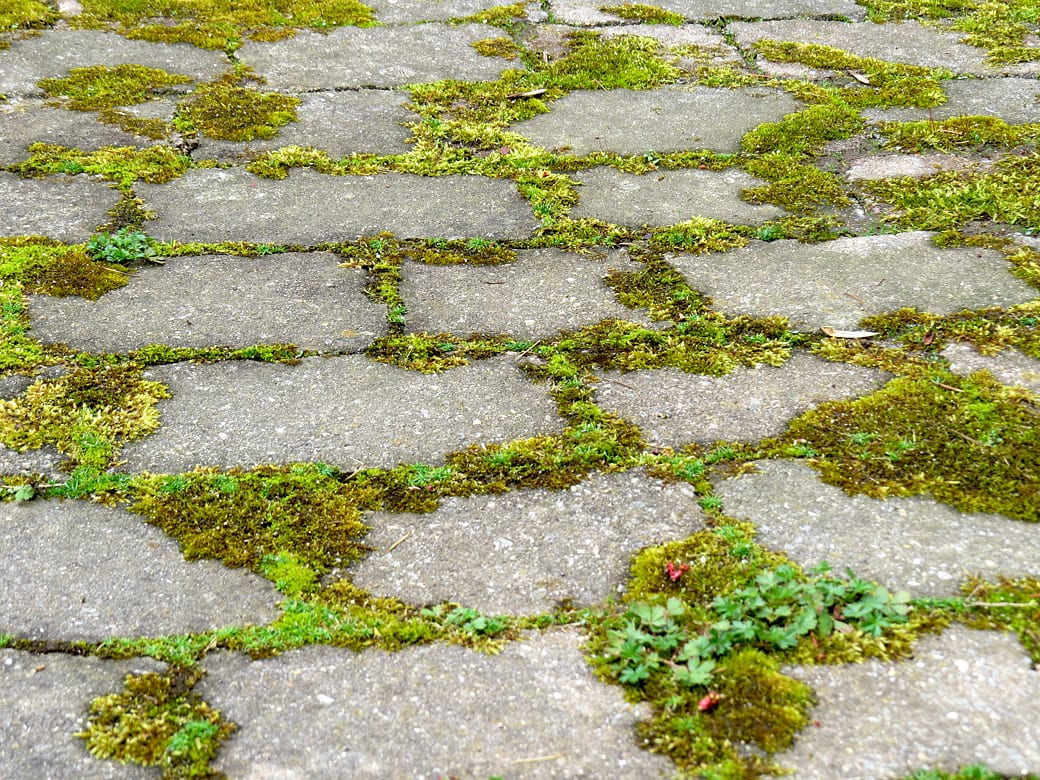 Polymeric Sand: What It Is and How to Use It - Dengarden