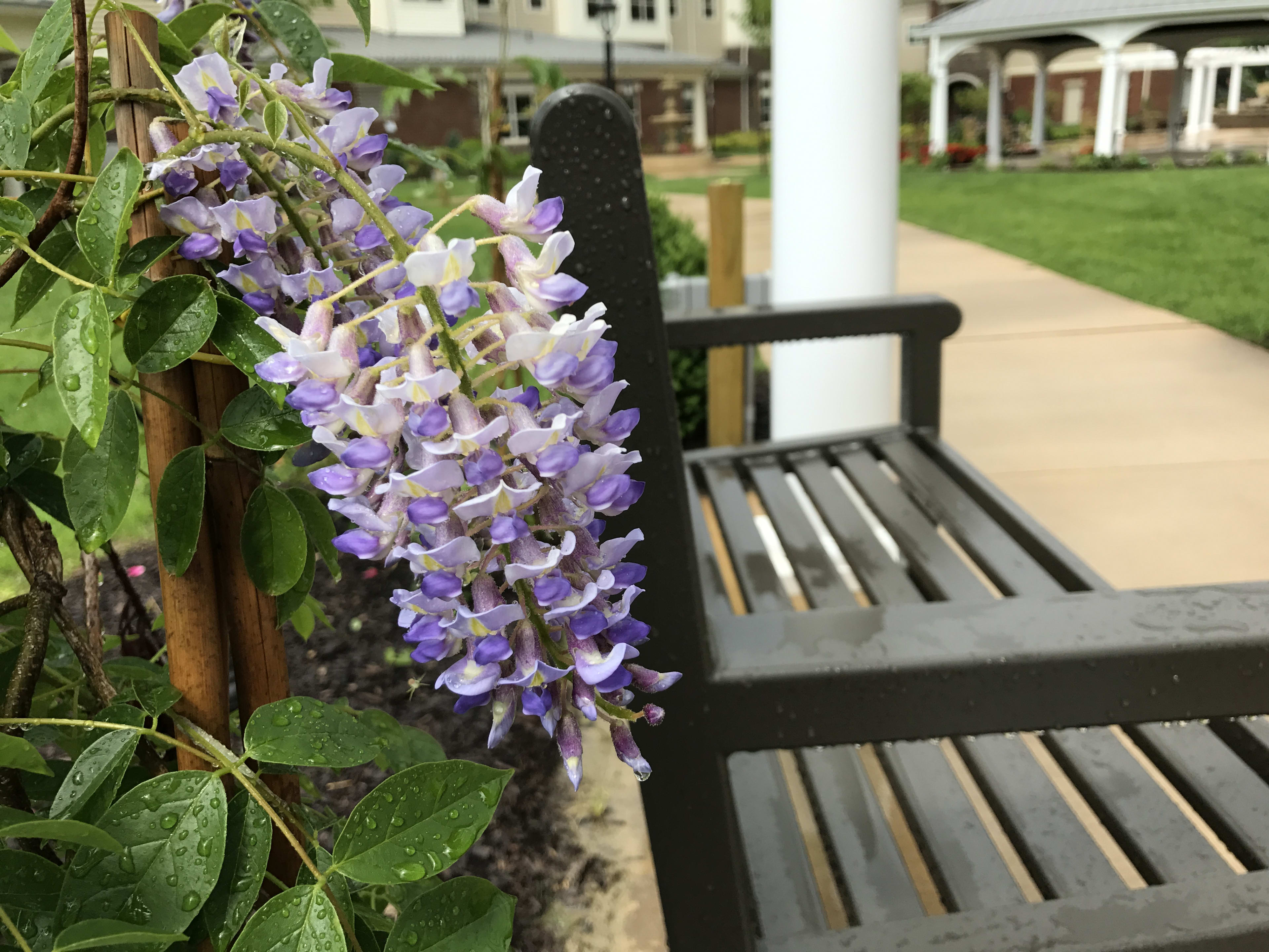 How to Grow and Care for Wisterias - Dengarden