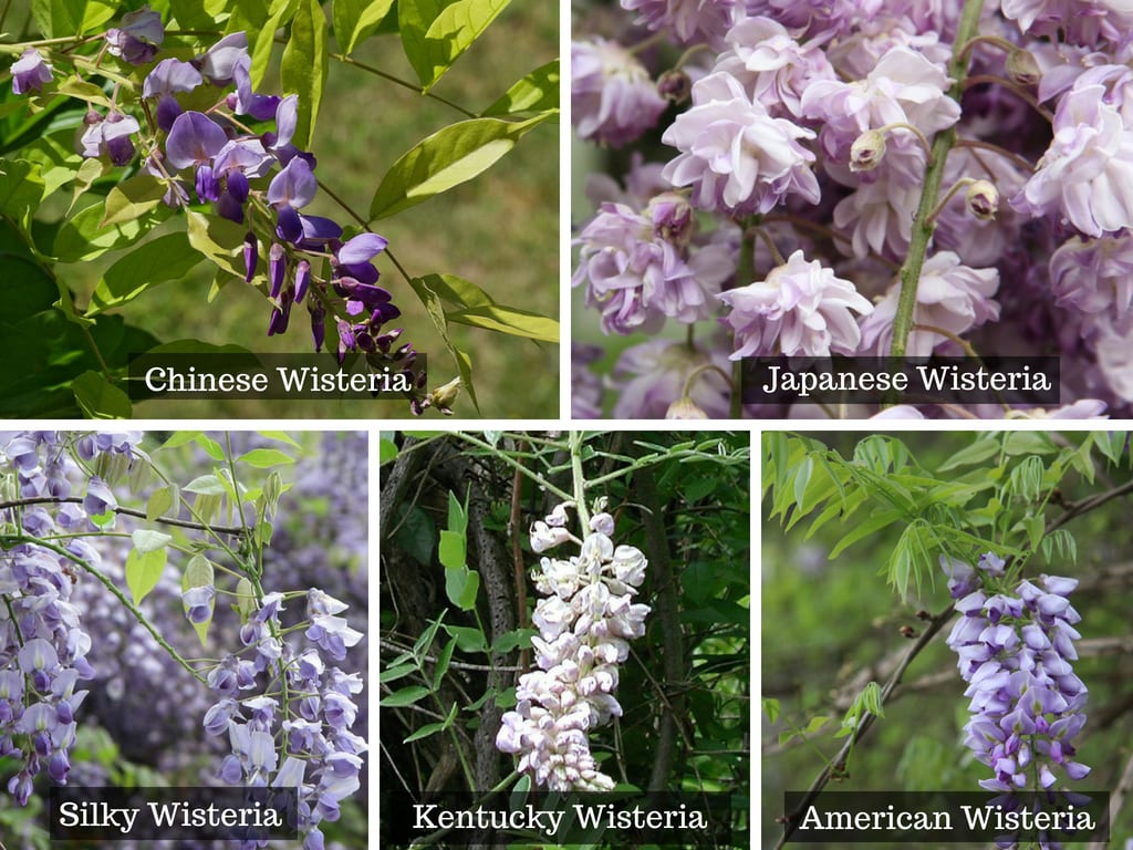 How to Grow and Care for Wisterias - Dengarden