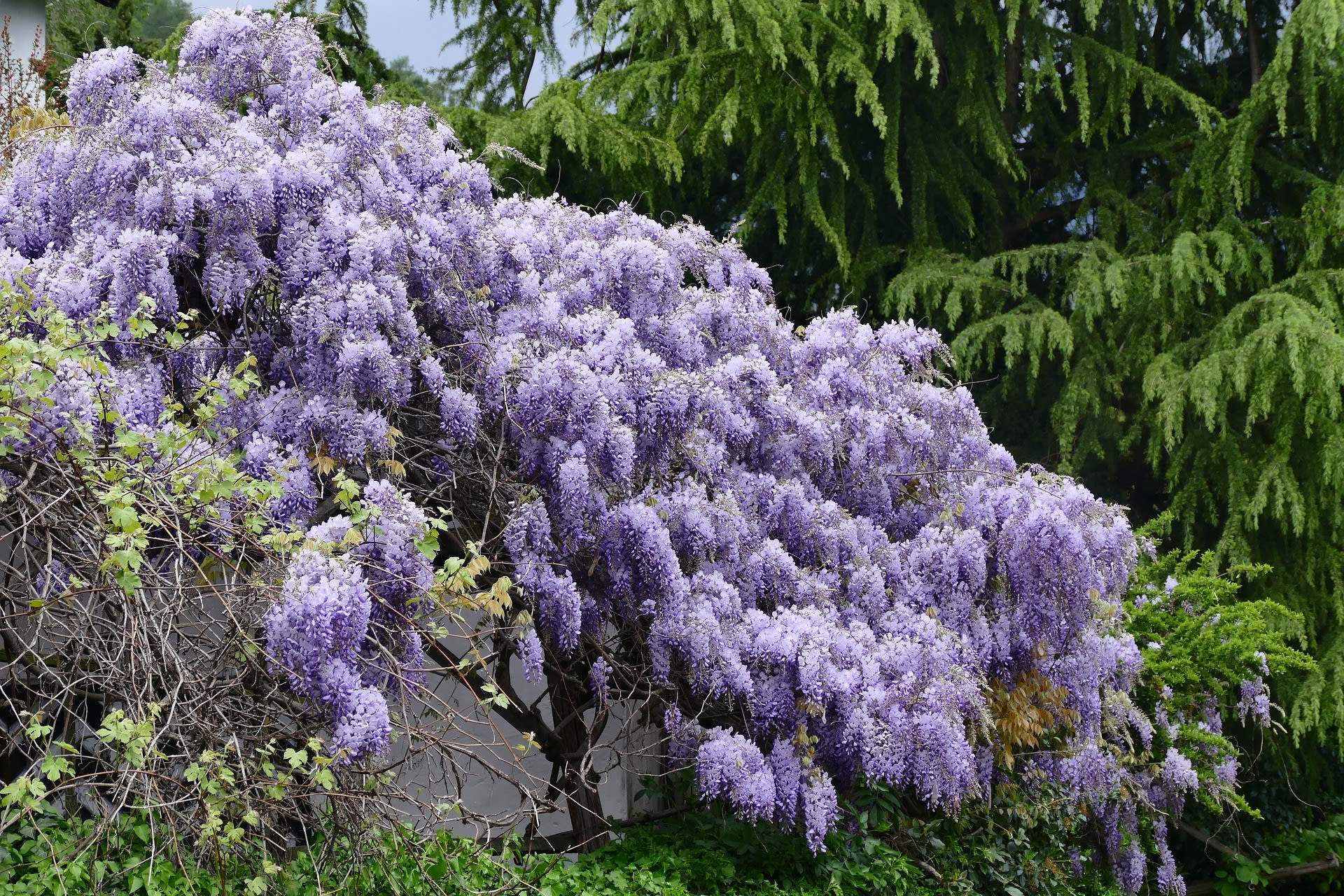 How to Grow and Care for Wisterias - Dengarden