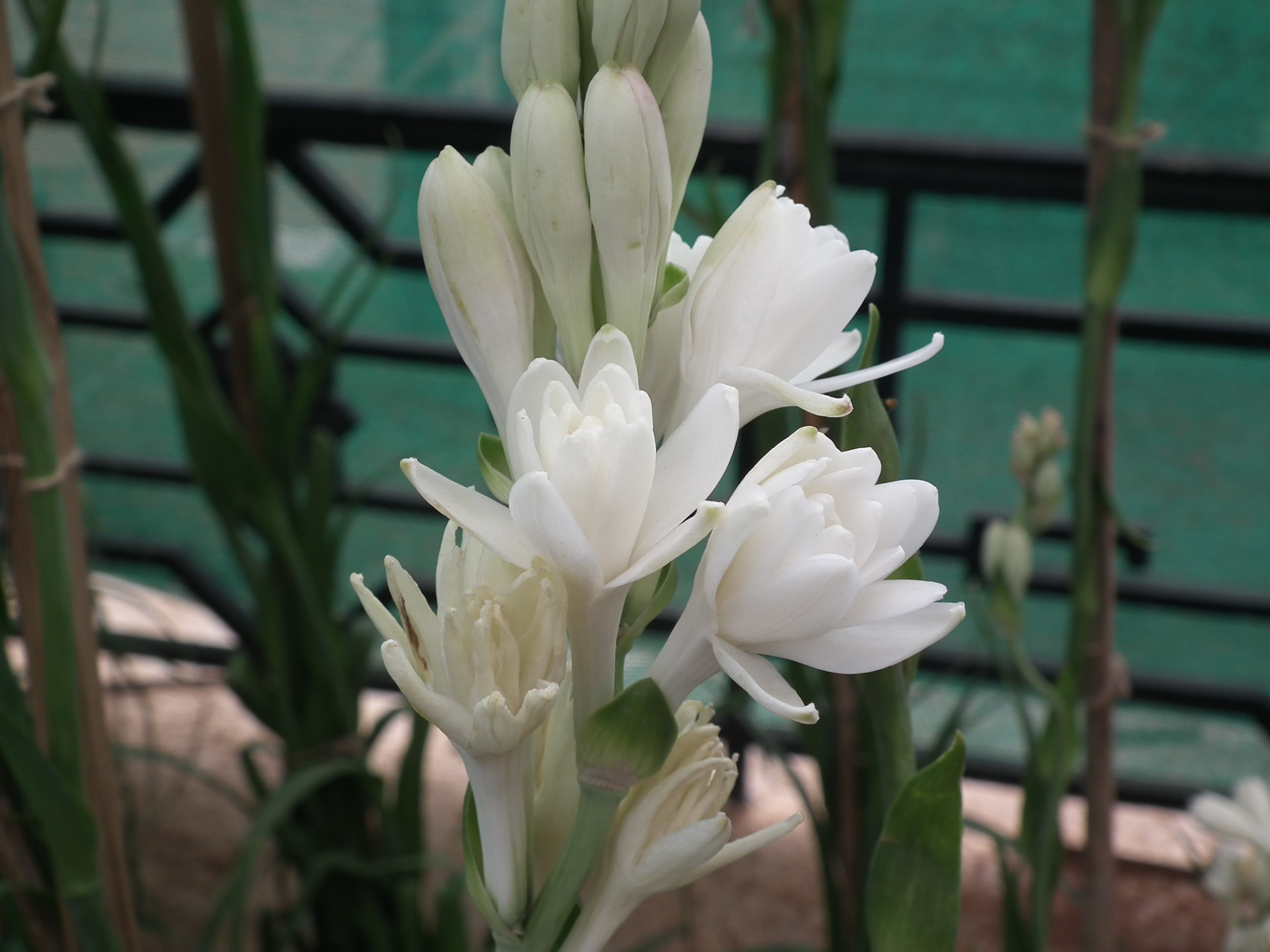 Top 10 Most Fragrant Flowers - Dengarden