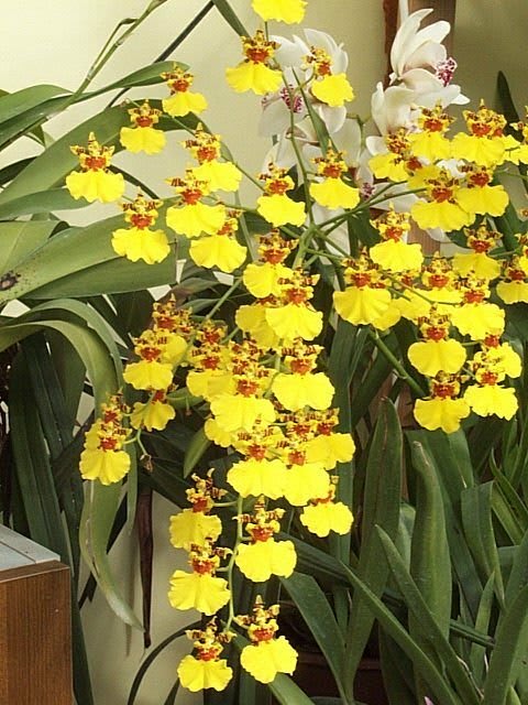 Orchid Care 101: Beginners' Guide to Growing Orchids - Dengarden