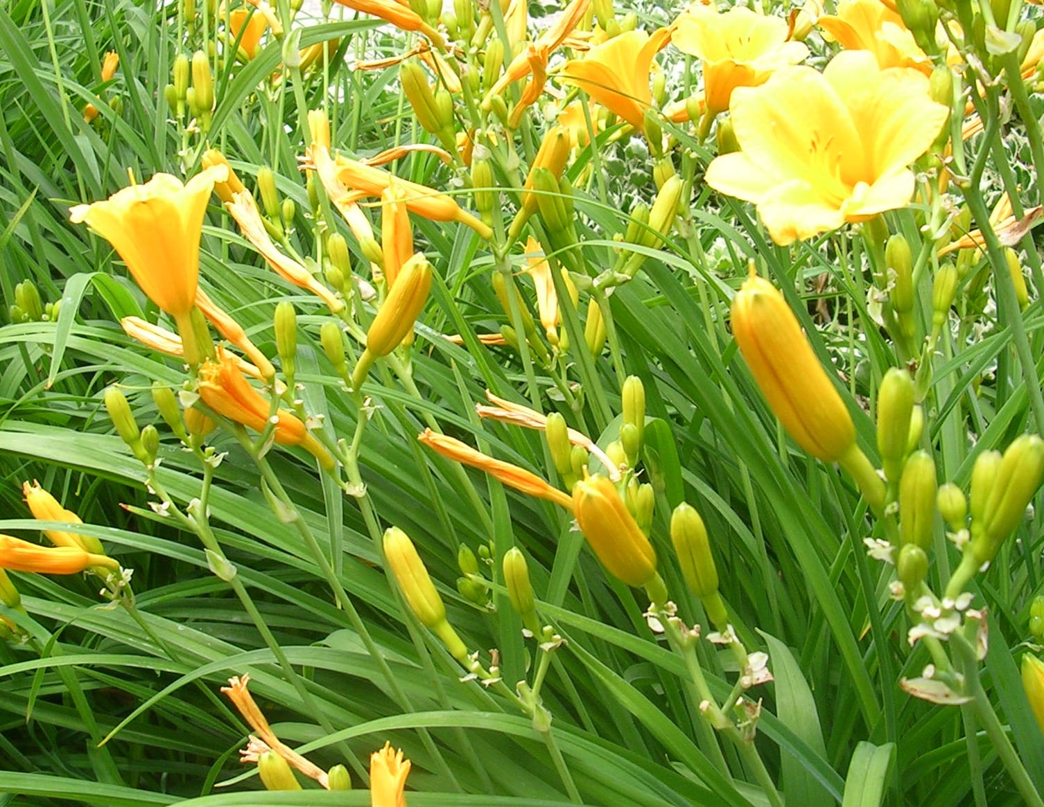 How to Keep Stella de Oro Daylilies Blooming All Season - Dengarden
