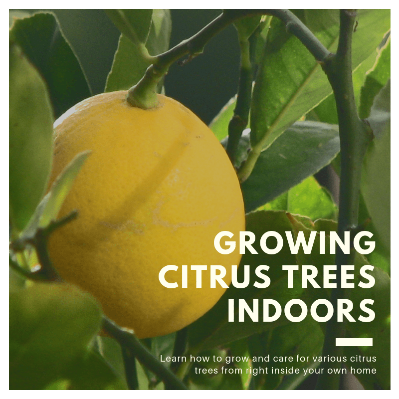 How to Grow Citrus Trees Indoors - Dengarden