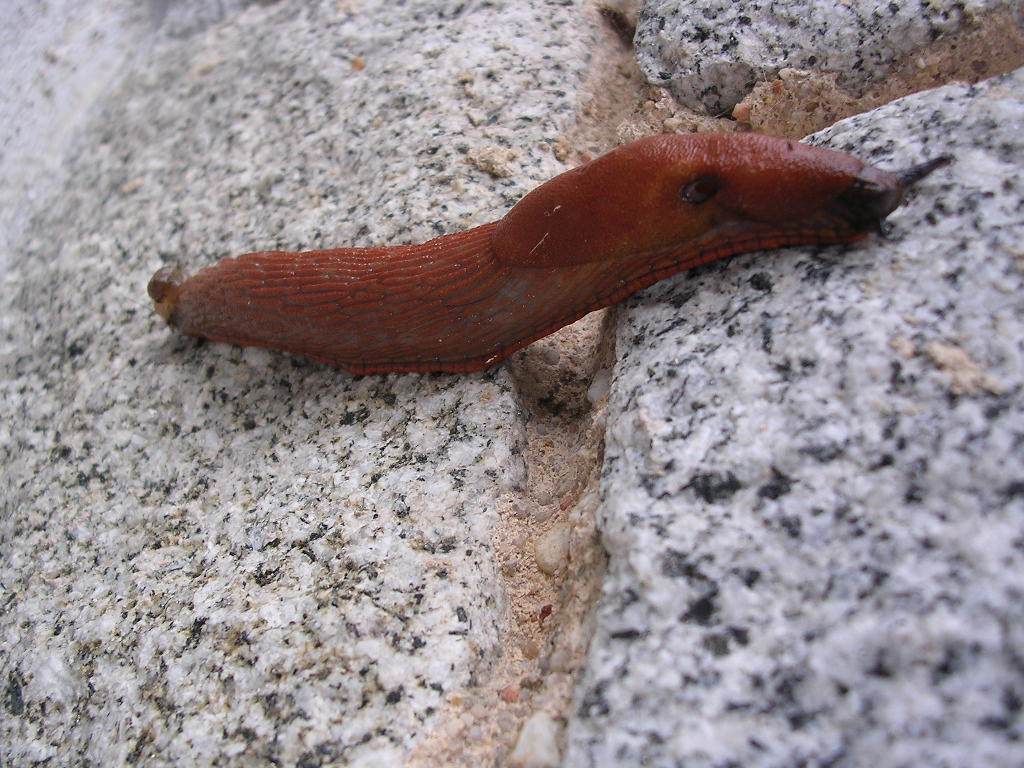 6 Ways to Get Rid of Slugs in Your House - Dengarden
