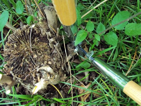 Tree Stump Removal, the Lazy Way - Dengarden