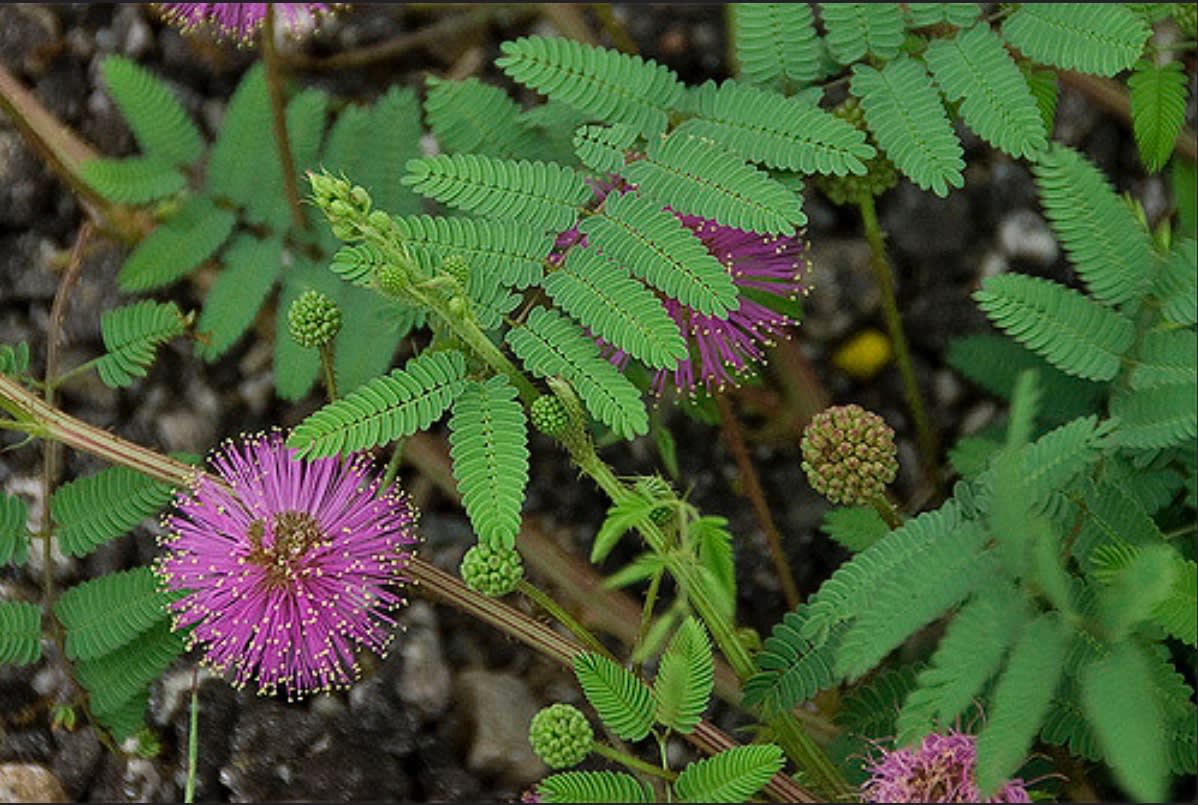 How to Grow or Remove Mimosa (Persian Silk) Trees - Dengarden
