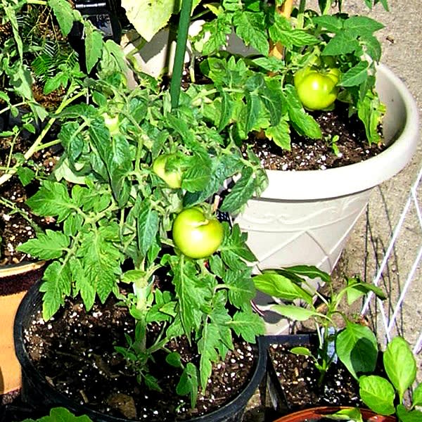 Container Tomato Gardening: A Comprehensive Guide - Dengarden