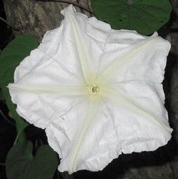 How to Grow Moonflowers: Night-Blooming Plants - Dengarden