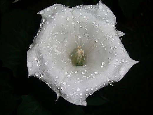 How to Grow Moonflowers: Night-Blooming Plants - Dengarden