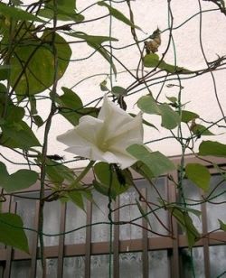 How to Grow Moonflowers: Night-Blooming Plants - Dengarden