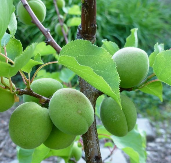 How to Grow 4 Types of Fruit on the Same Tree - Dengarden