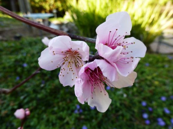 How to Grow 4 Types of Fruit on the Same Tree - Dengarden