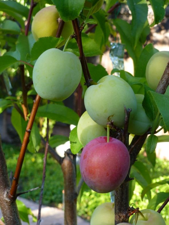 How to Grow 4 Types of Fruit on the Same Tree - Dengarden