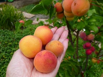 How to Grow 4 Types of Fruit on the Same Tree - Dengarden