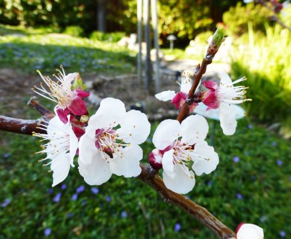 How to Grow 4 Types of Fruit on the Same Tree - Dengarden