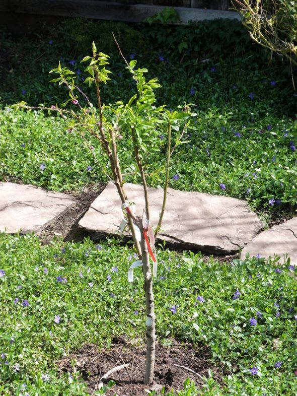 How to Grow 4 Types of Fruit on the Same Tree - Dengarden