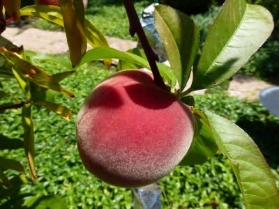 How to Grow 4 Types of Fruit on the Same Tree - Dengarden