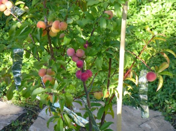 How to Grow 4 Types of Fruit on the Same Tree - Dengarden