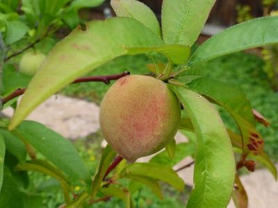 How to Grow 4 Types of Fruit on the Same Tree - Dengarden