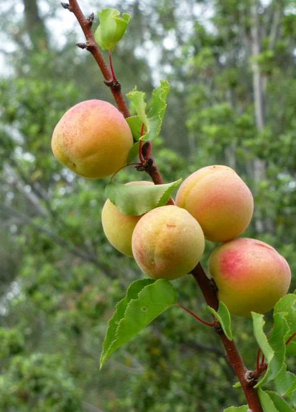 How to Grow 4 Types of Fruit on the Same Tree - Dengarden