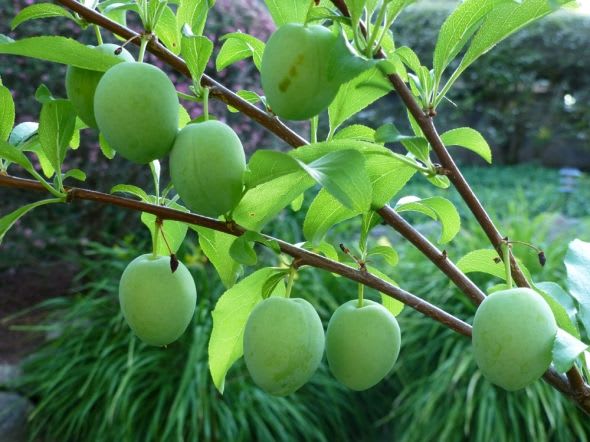 How to Grow 4 Types of Fruit on the Same Tree - Dengarden