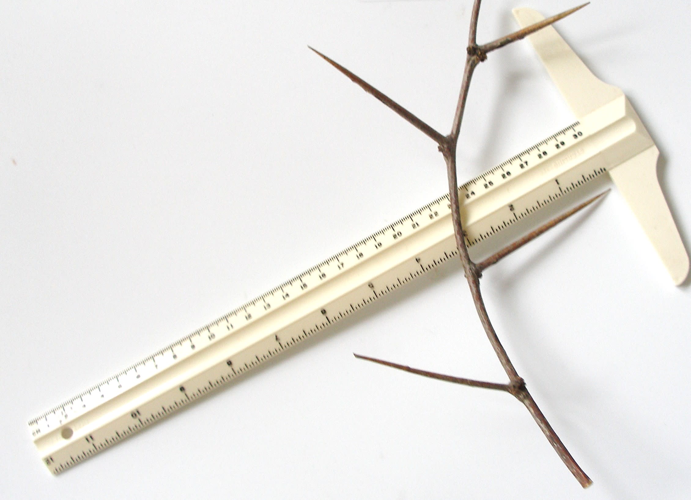 All About Mesquite or Devil Trees - Dengarden