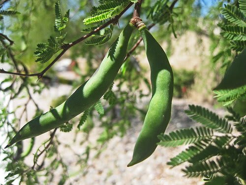 All About Mesquite or Devil Trees - Dengarden