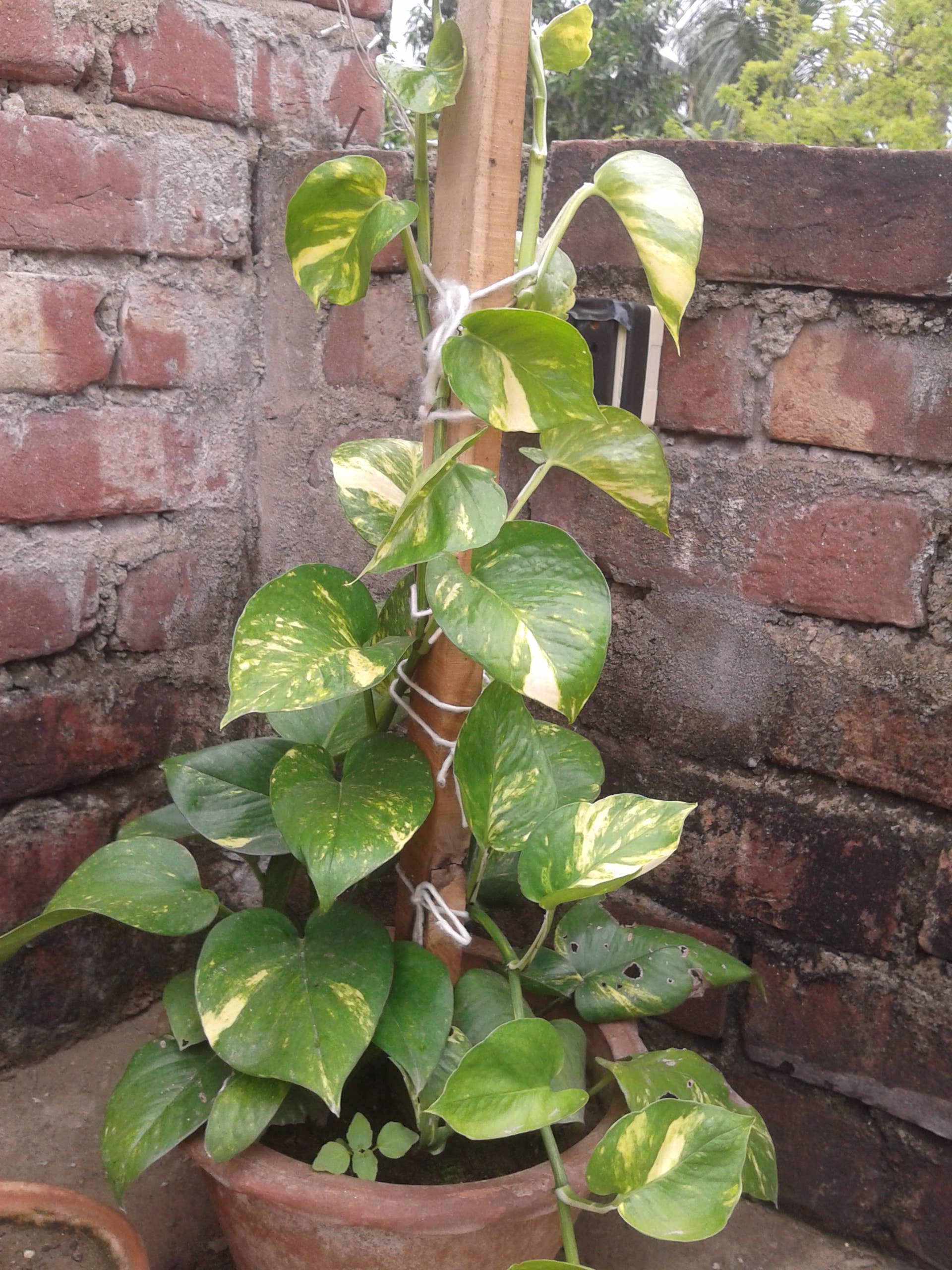How to Grow Pothos (Money Plant) in a Decorative Way - Dengarden