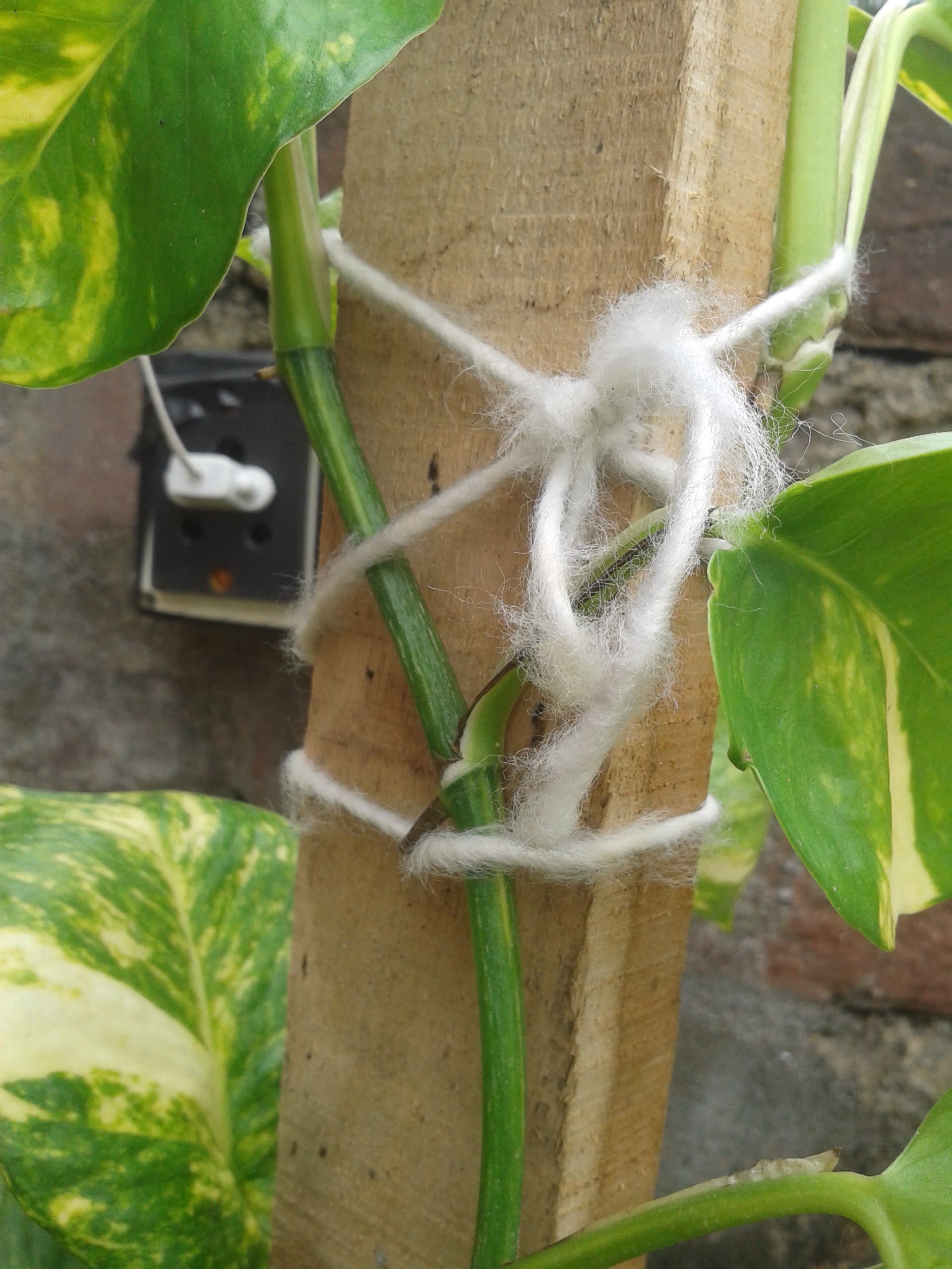 How to Grow Pothos (Money Plant) in a Decorative Way - Dengarden