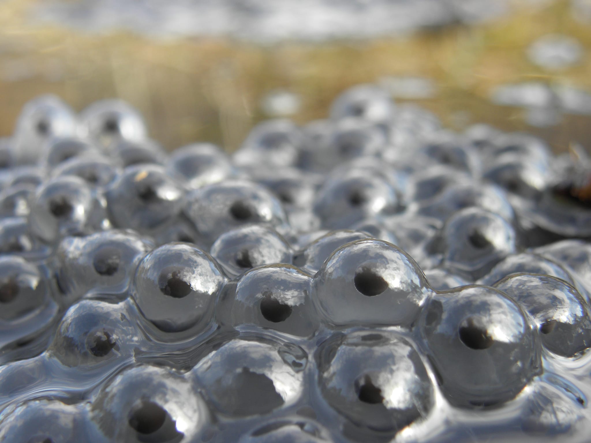 How to Kill or Get Rid of Frogs and Toads: 6 Simple Steps - Dengarden