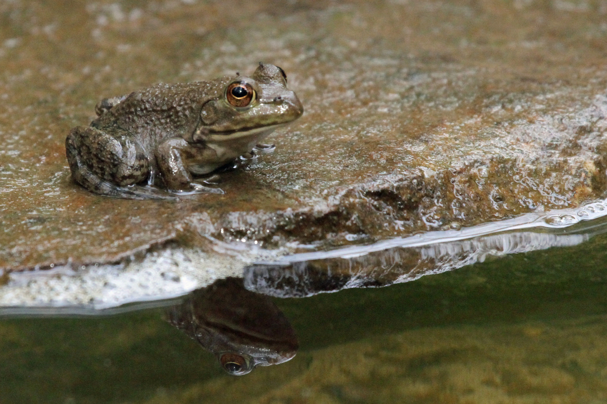 How to Kill or Get Rid of Frogs and Toads: 6 Simple Steps - Dengarden