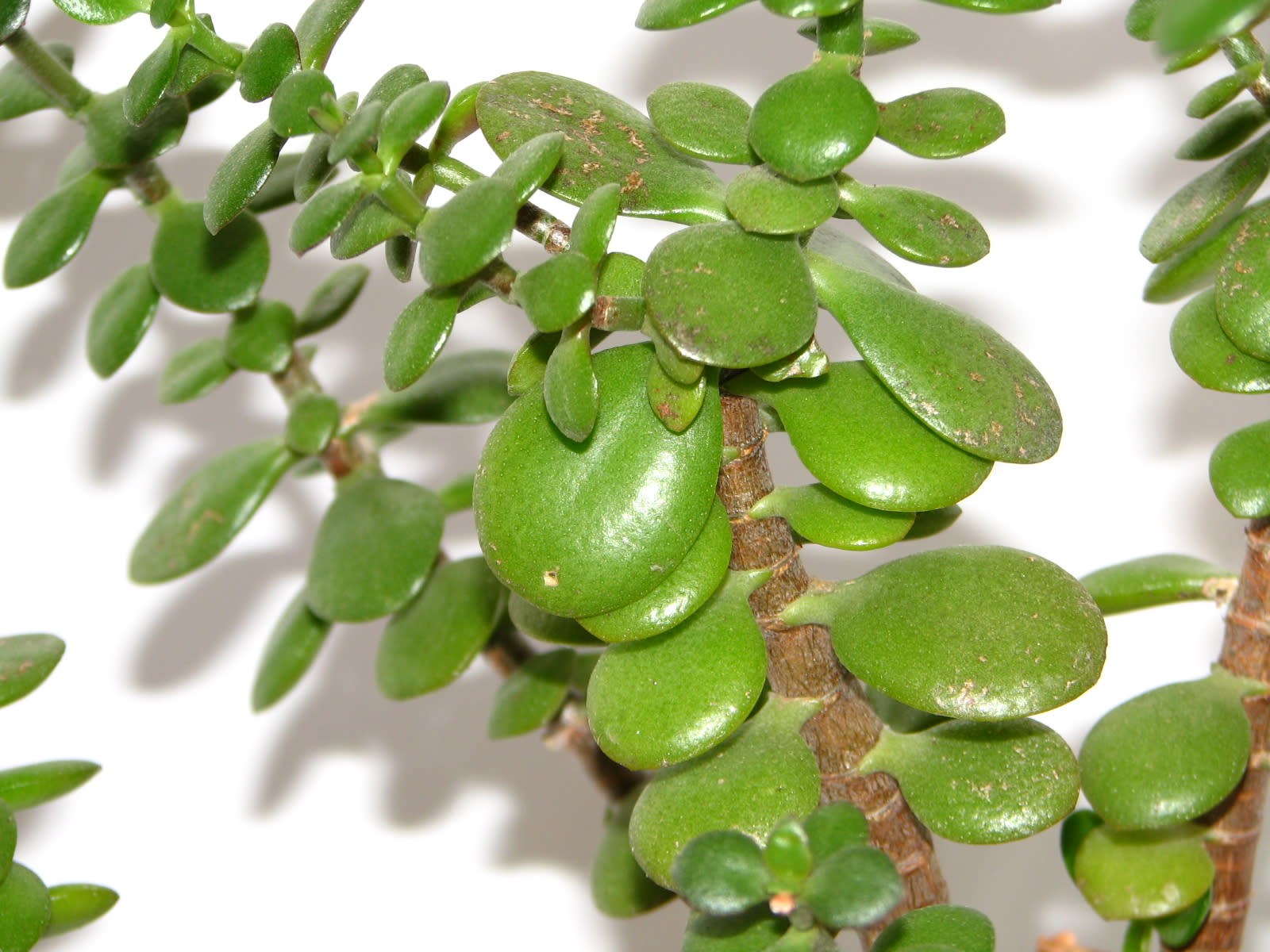 How to Care For and Propagate Jade Plants - Dengarden