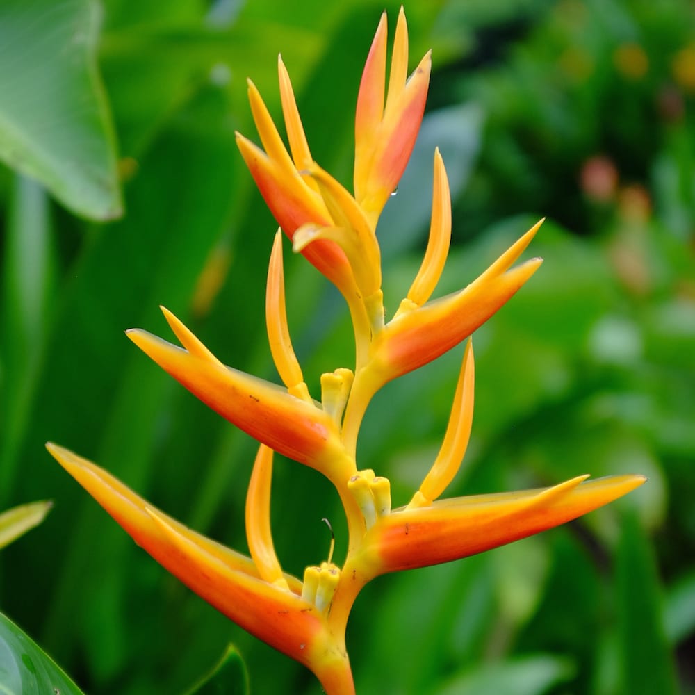 How to Grow Heliconias - Dengarden