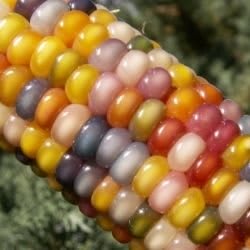Glass Gem Corn: The Star of the Heirloom Seed Varieties - Dengarden