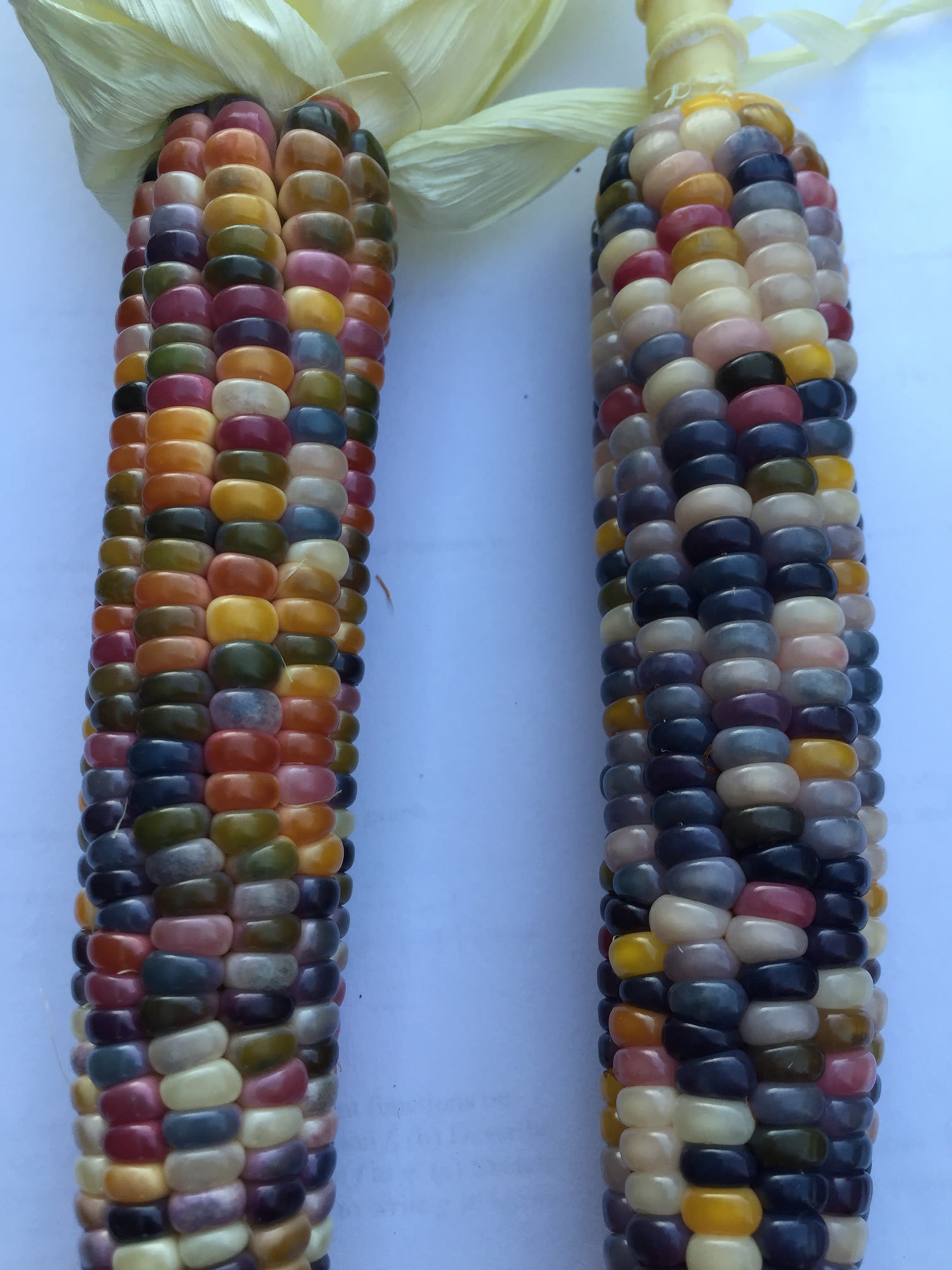 Glass Gem Corn: The Star of the Heirloom Seed Varieties - Dengarden