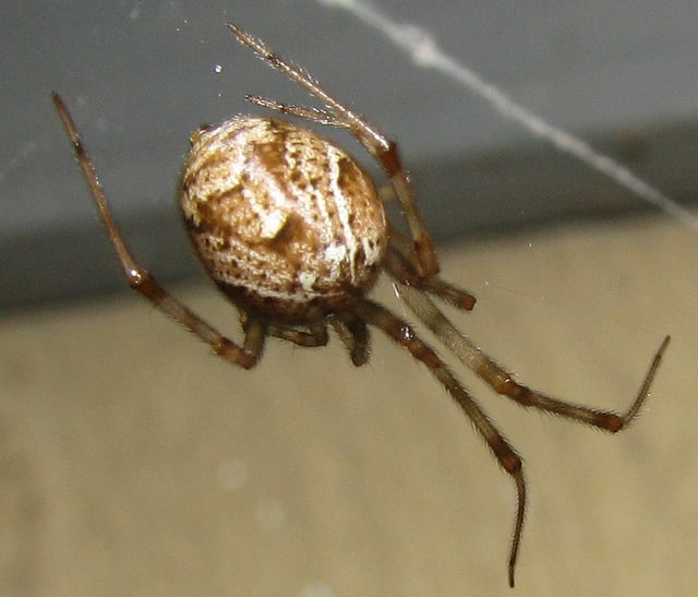 How to Identify Venomous House Spiders - Dengarden