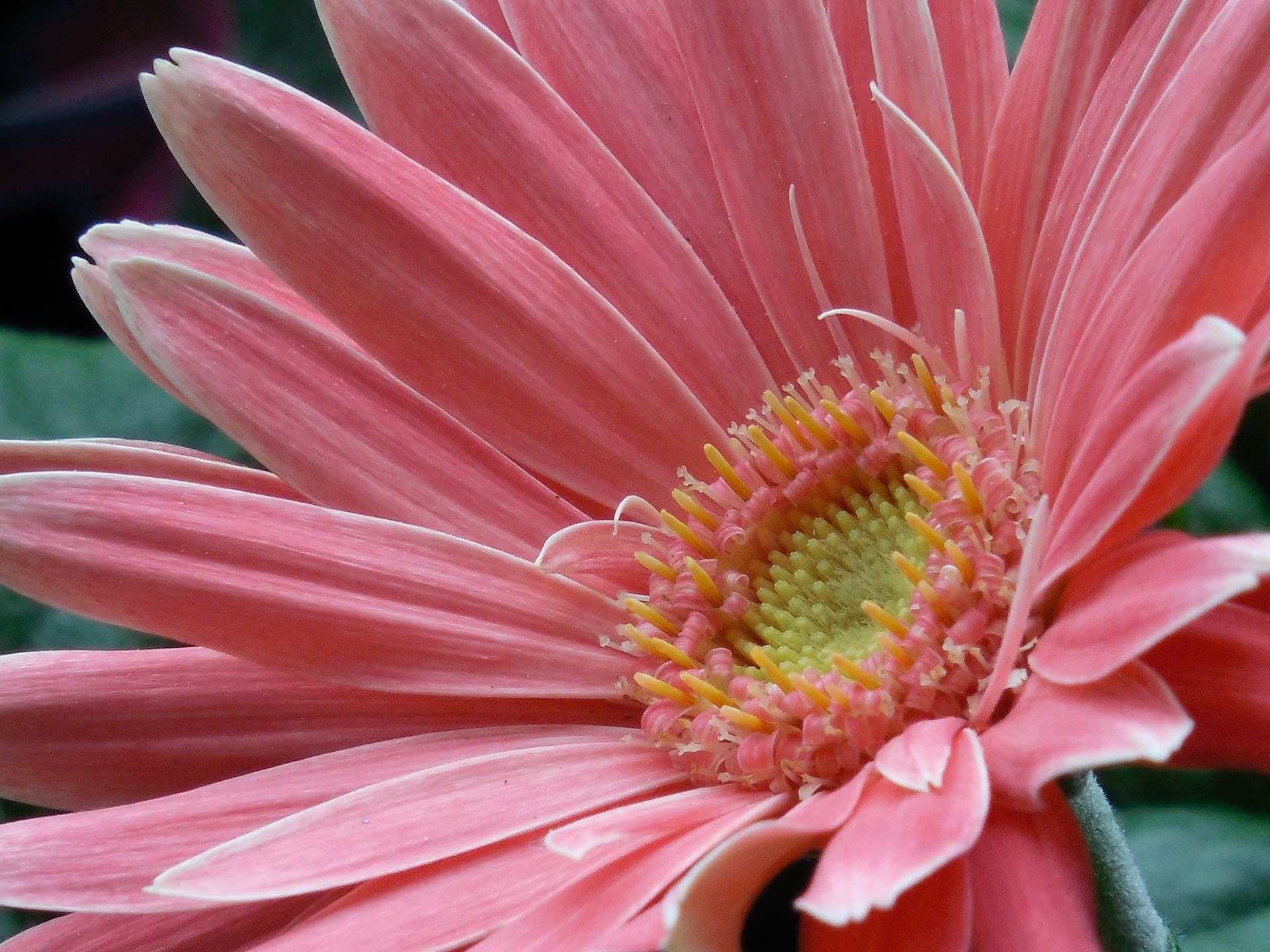 How to Care for the Gerbera Daisy - Dengarden