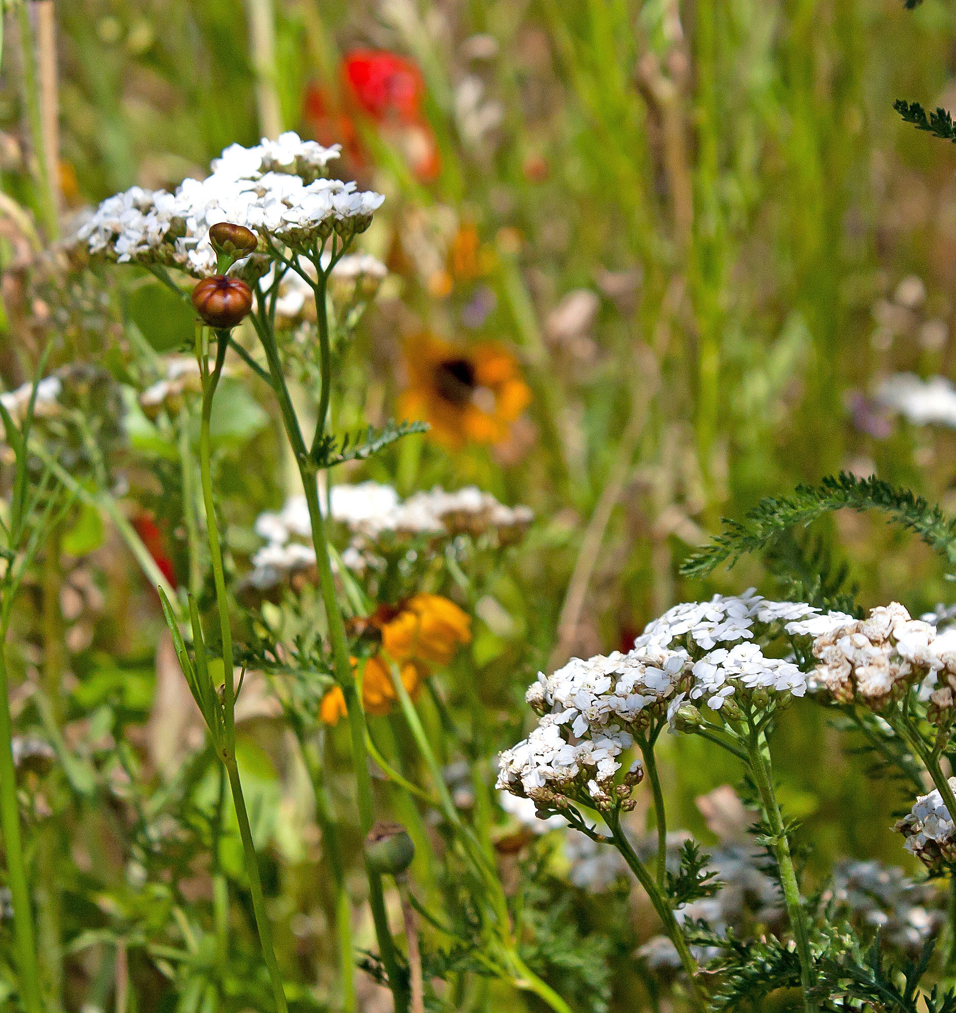 Why Every Serious Gardener Needs to Plant Yarrow - Dengarden