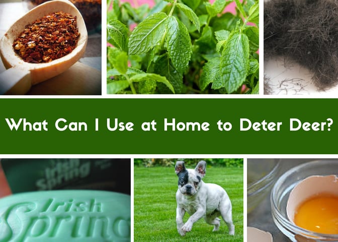 Best Homemade & Commercial Deer Deterrents for Your Garden - Dengarden